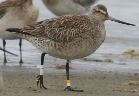 Shore Birds In Golden Bay – Friends of Golden Bay